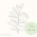 Fiddle Leaf Fig Lineart - PNG / SVG | Digital Download | Plant Clipart ...