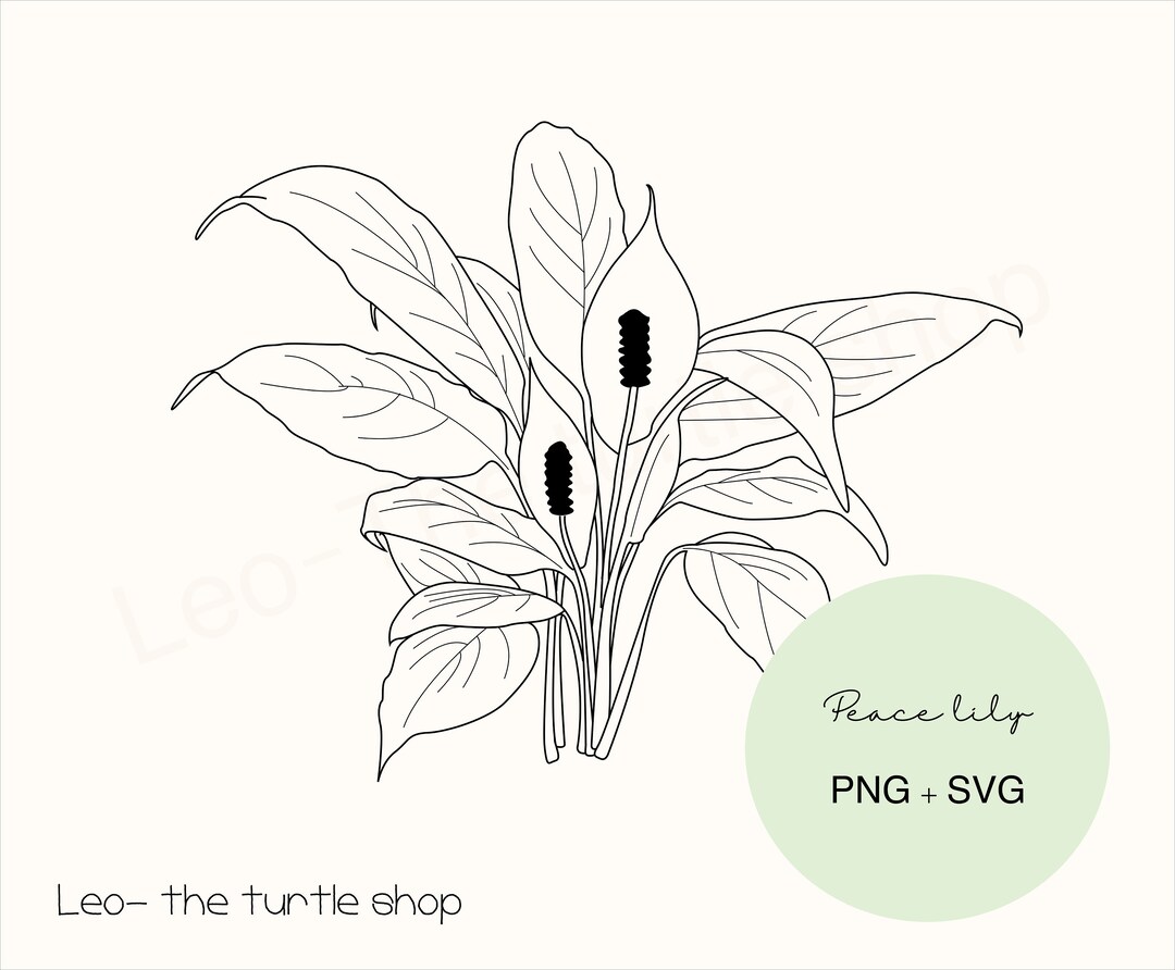 Peace Lily Lineart - SVG + PNG | Digital Download | Plant Clipart ...