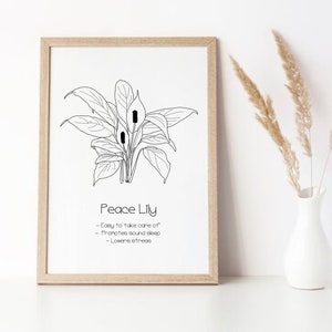 Peace Lily Lineart - SVG + PNG | Digital Download | Plant Clipart ...