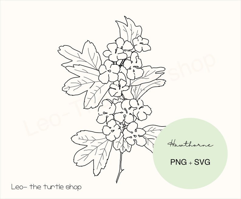 Hawthorne Plant Lineart PNG / SVG Digital Download Plant Clipart ...