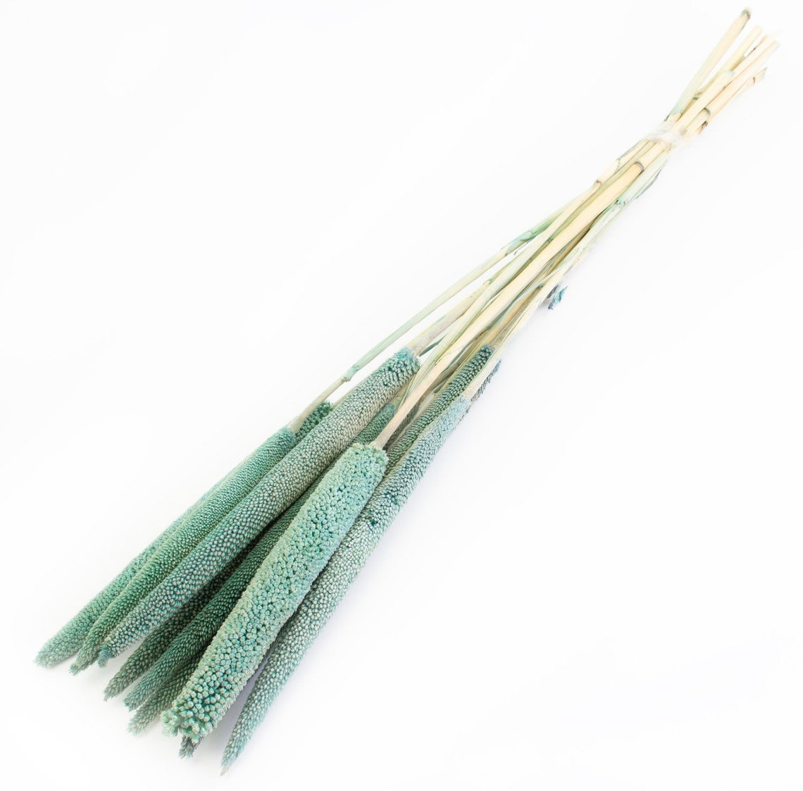 Babala, pearl Millet, Various Colours, 10 Stem Bunch - Etsy