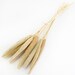 Babala, (pearl Millet), Various Colours, 10 Stem Bunch - Etsy
