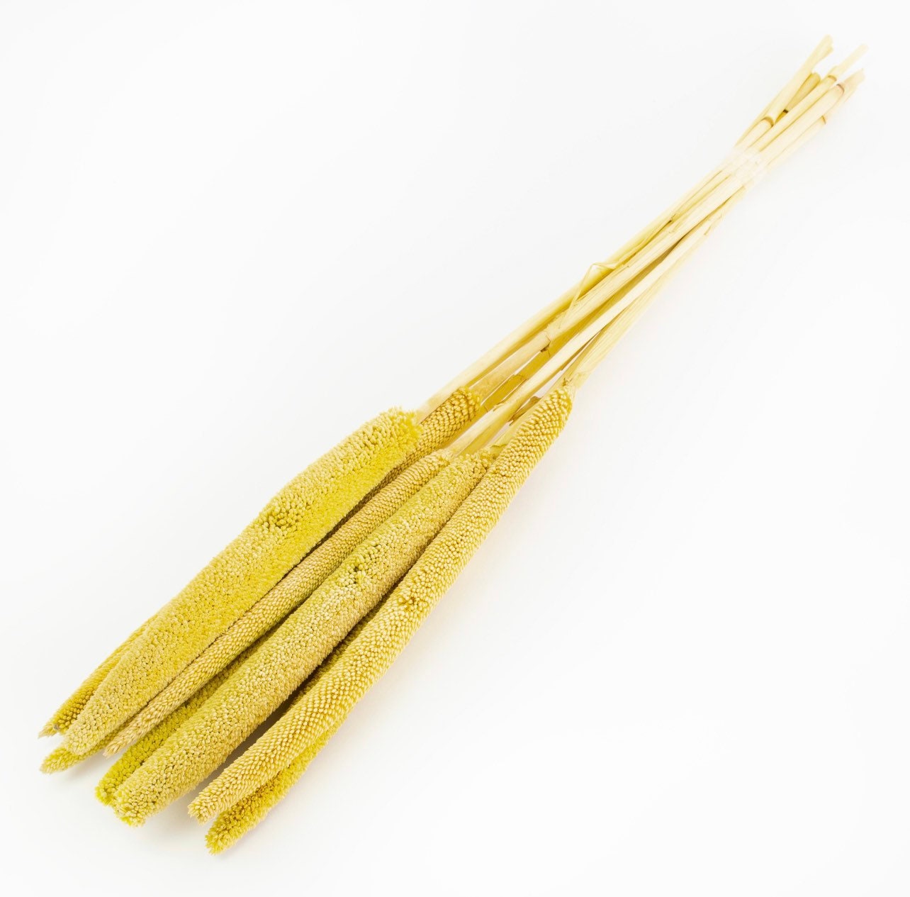 Babala, (pearl Millet), Various Colours, 10 Stem Bunch - Etsy