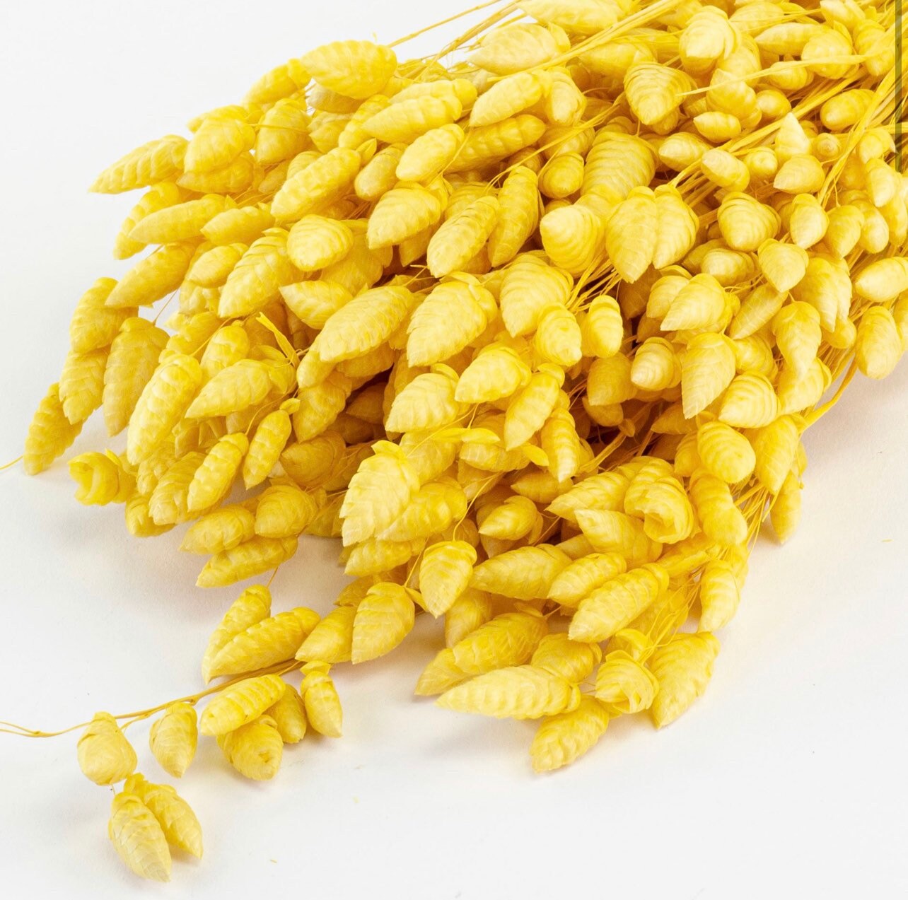 Briza Maxima, Various Colours - Etsy