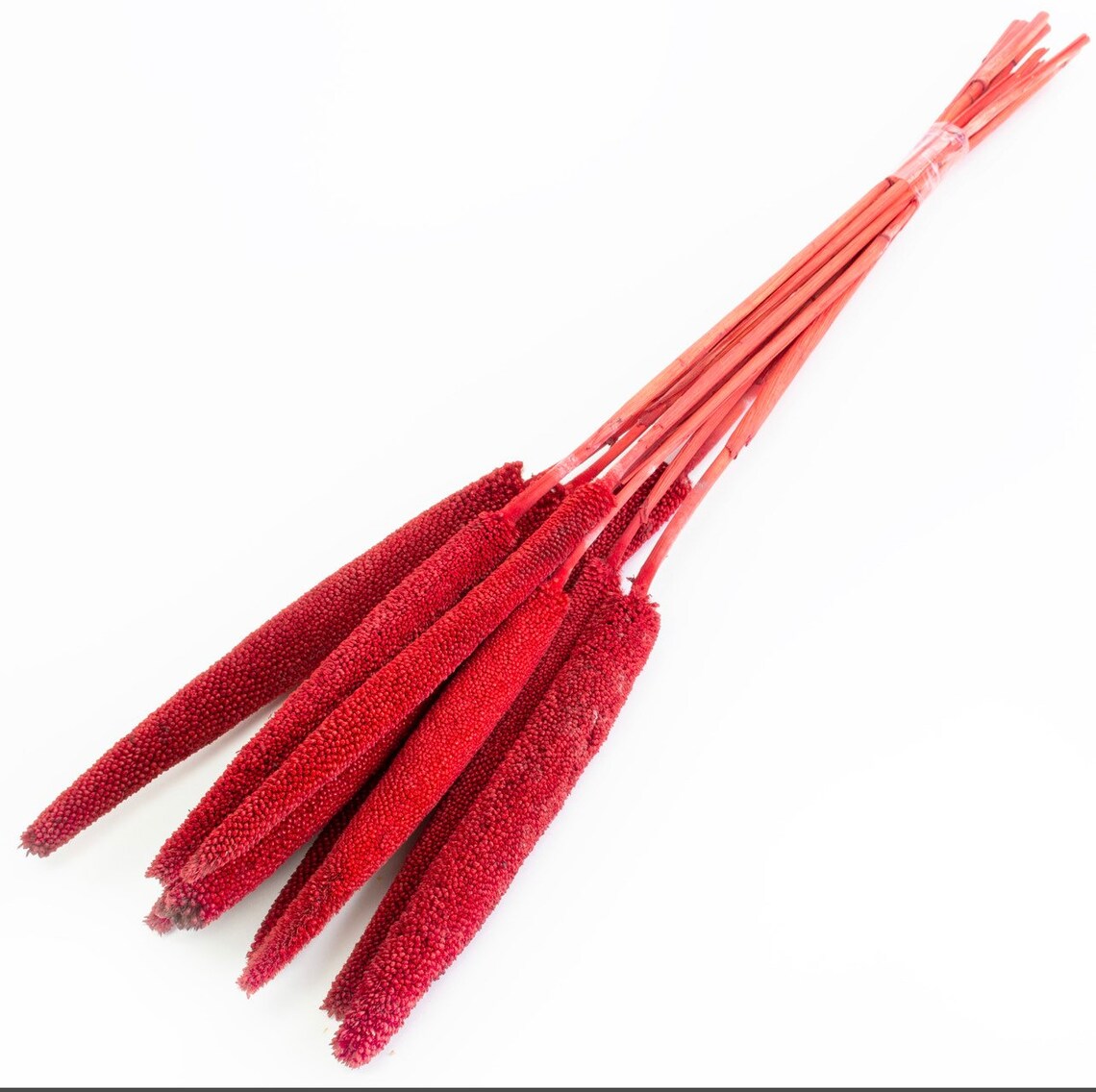 Babala, pearl Millet, Various Colours, 10 Stem Bunch - Etsy