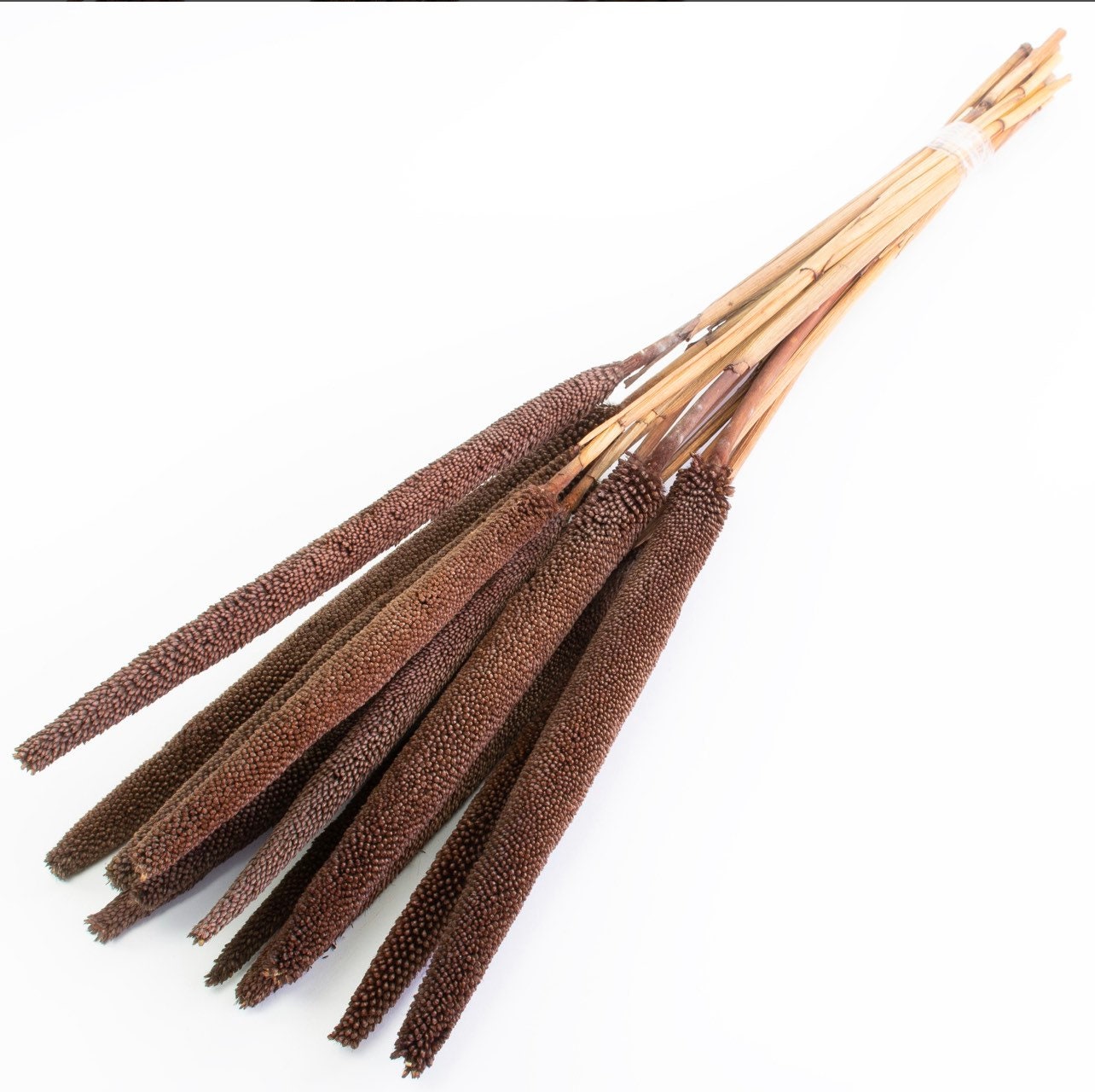 Babala, (pearl Millet), Various Colours, 10 Stem Bunch - Etsy