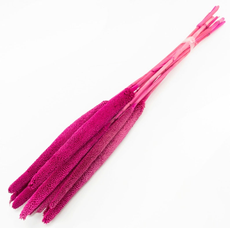 Babala, (pearl Millet), Various Colours, 10 Stem Bunch - Etsy