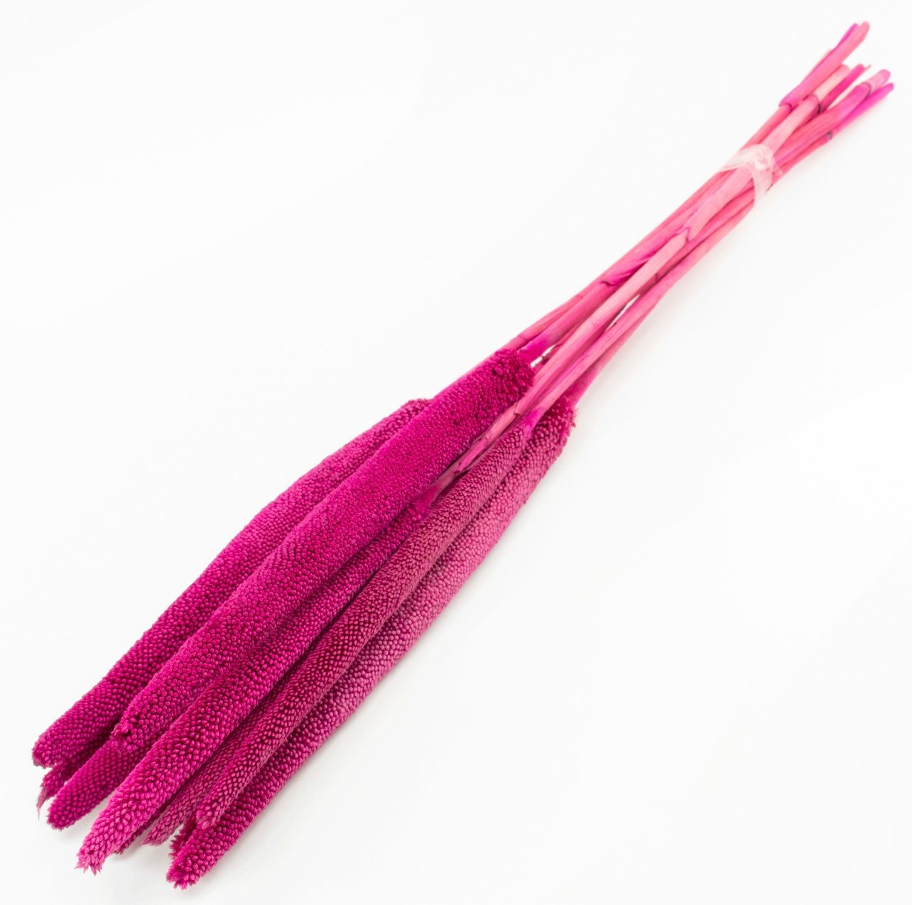 Babala, (pearl Millet), Various Colours, 10 Stem Bunch - Etsy