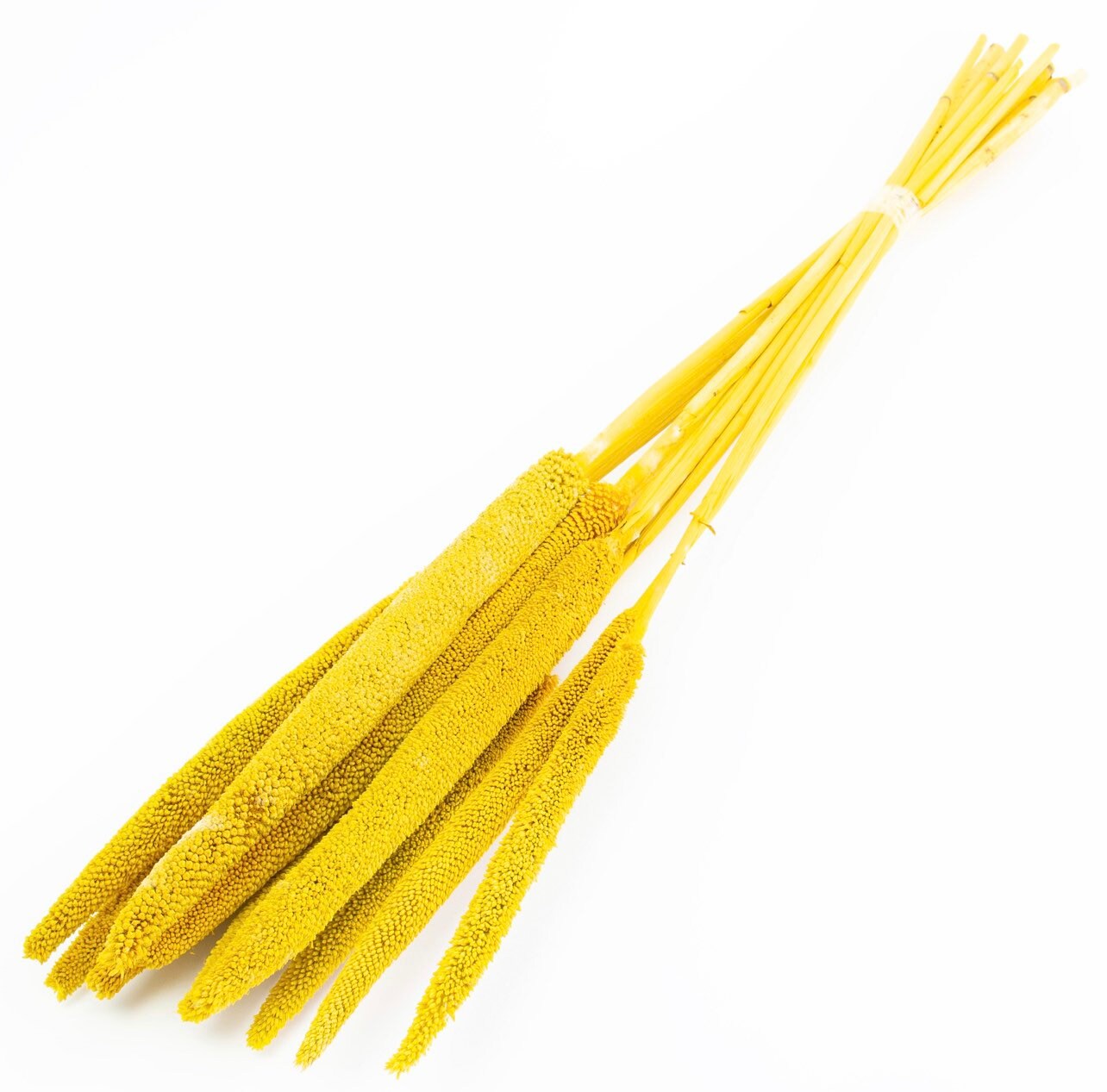 Babala, (pearl Millet), Various Colours, 10 Stem Bunch - Etsy