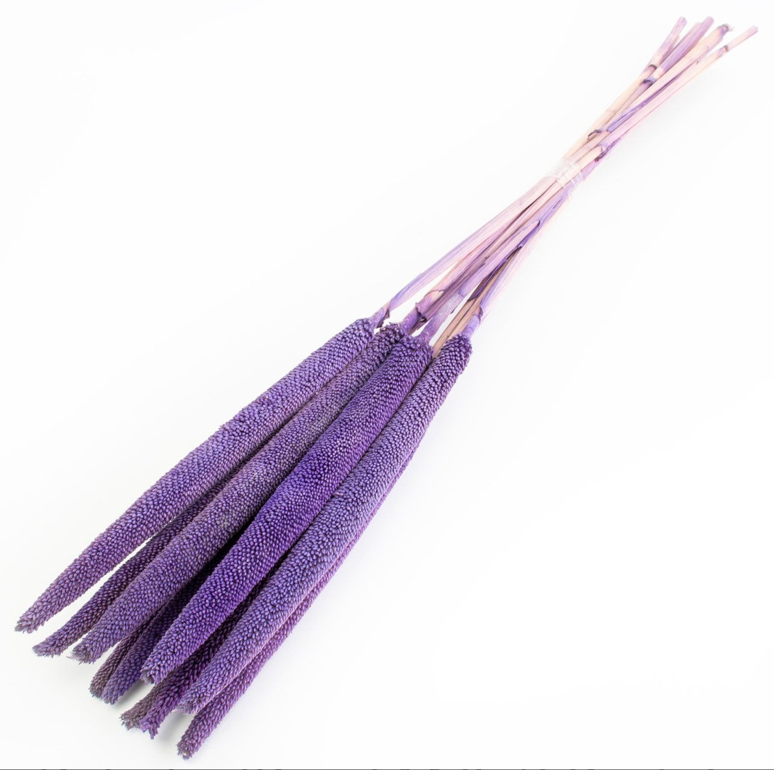 Babala, (pearl Millet), Various Colours, 10 Stem Bunch - Etsy