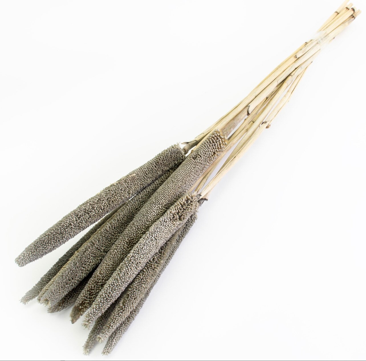 Babala, (pearl Millet), Various Colours, 10 Stem Bunch - Etsy