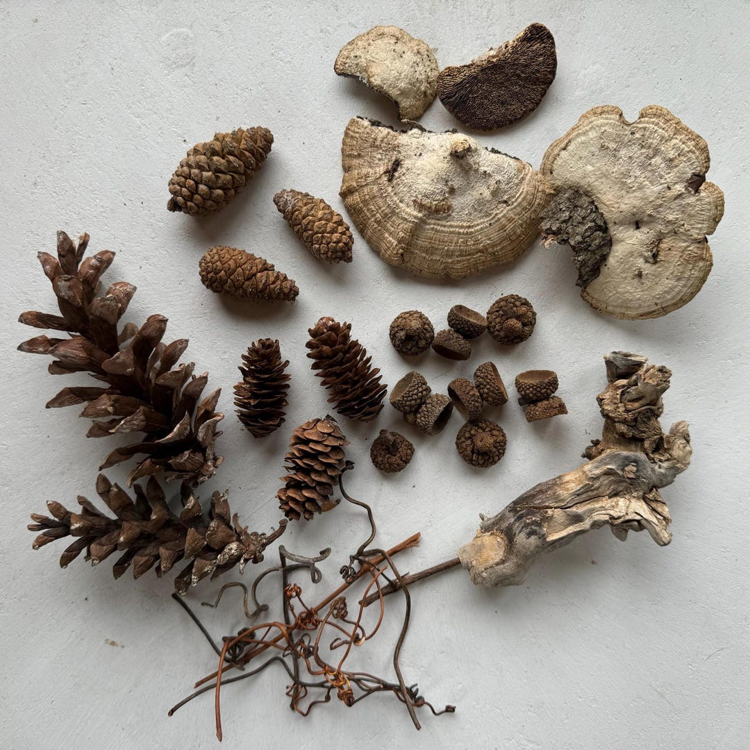 Nature Craft Kit, Foraged Forest Botanical Elements: Pine Cones, Vine ...