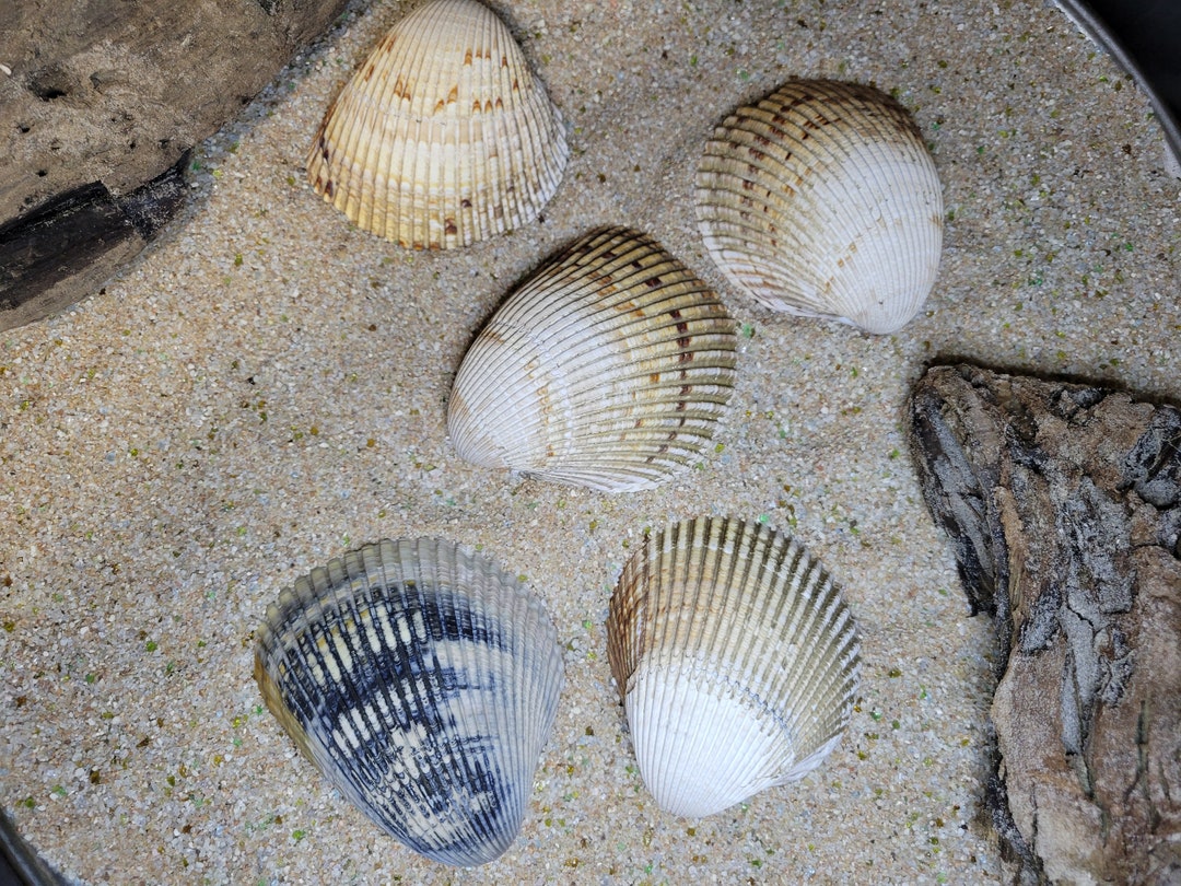 Set of 5 Cockel Shells - Etsy