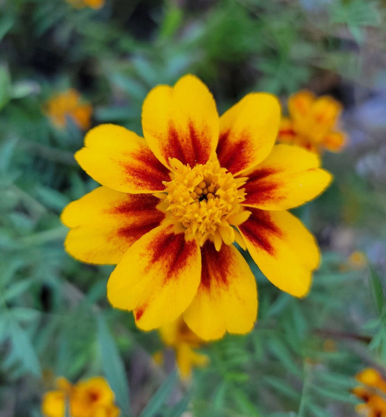 Jaguar French Marigold Mix Tagetes Patula 400 Seed Min - Etsy
