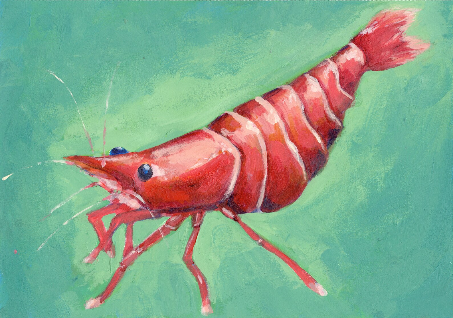 Cherry Shrimp! Original Cardstock Art Print - Etsy