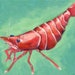 Cherry Shrimp! Original Cardstock Art Print - Etsy