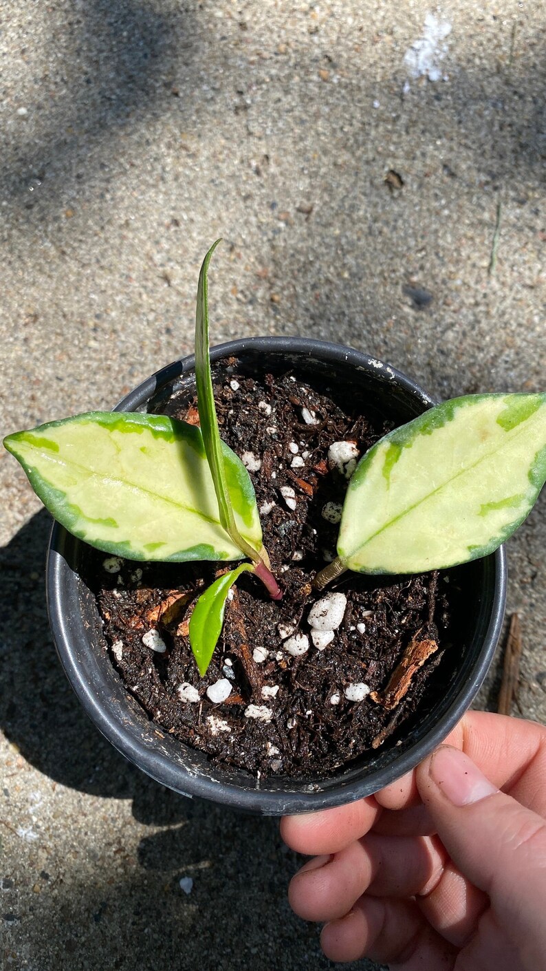 Hoya Krimson Queen Starter Plant - Etsy
