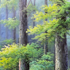 Original Abstract Forest Oil Painting on Canvas Green Landscape Oil ...