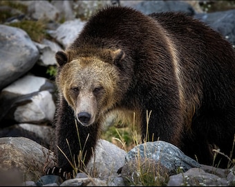 Real Life Bear - Etsy