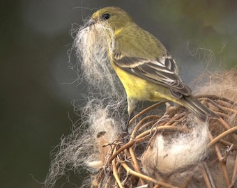 goldfinch nesting material