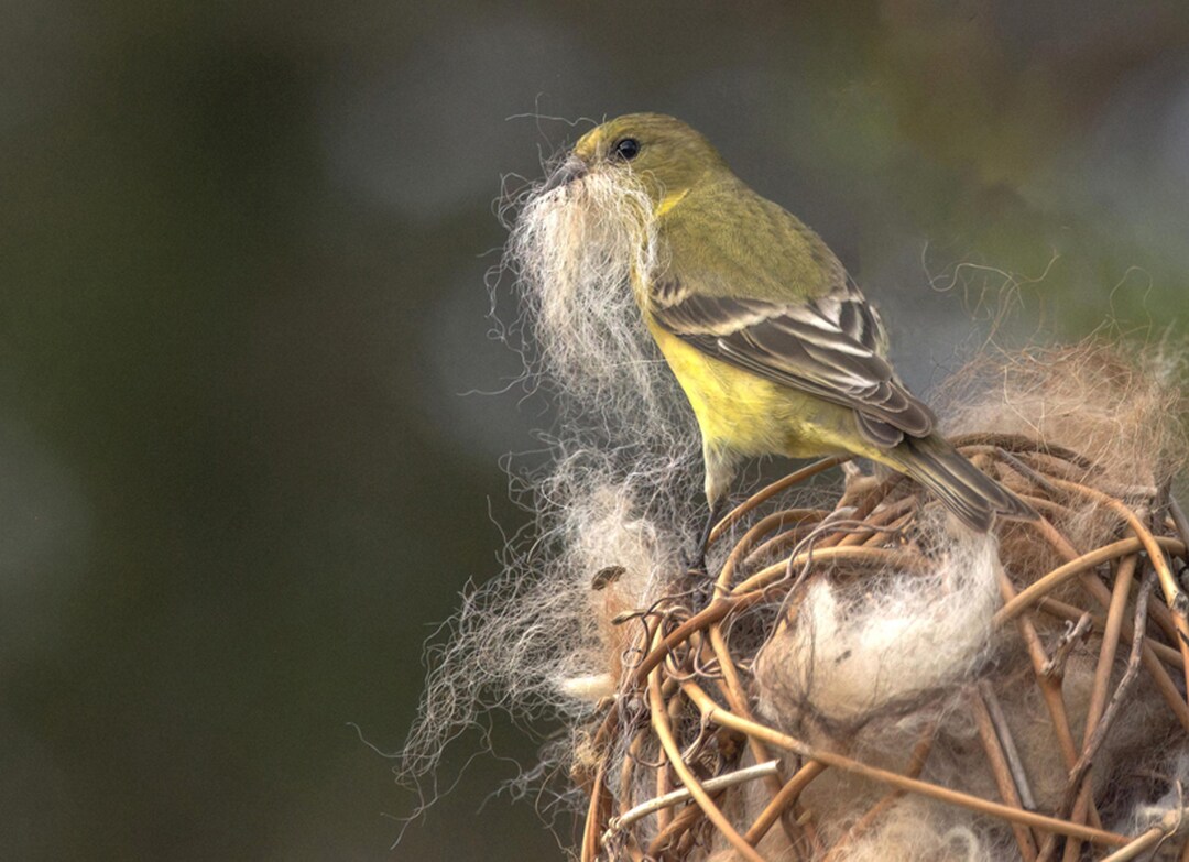 Bird Nesting Spheres, Alpaca Nesting Balls, Birds, Nesting, Unique Gift ...