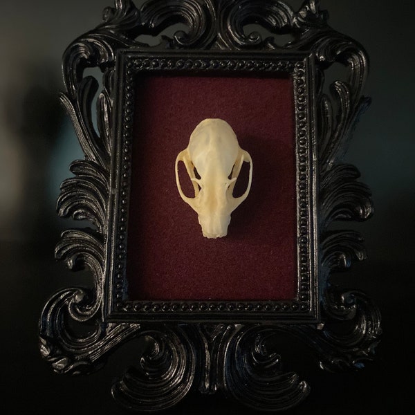 Real Animal Skull - Etsy