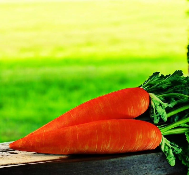 Realistic Carrot Sensory Toy, Calming Stress Relief Vegetable Toy, Soft ...