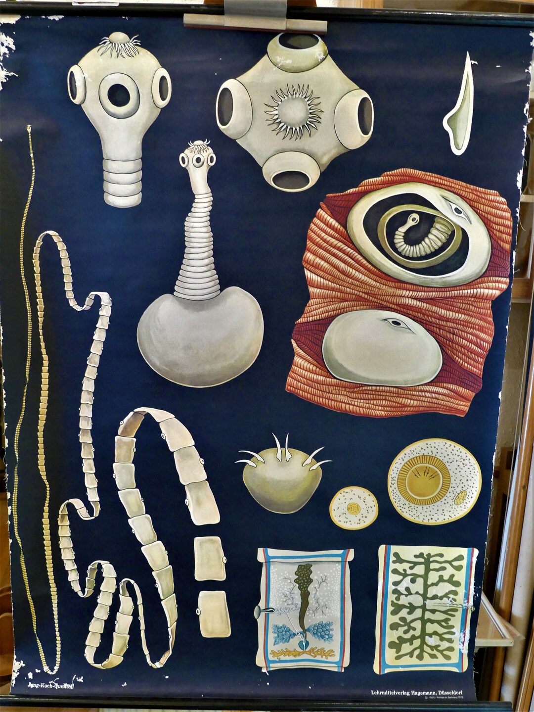 Old School Chart Tapeworm of the Pig Jung Koch Quentell 197 - Etsy
