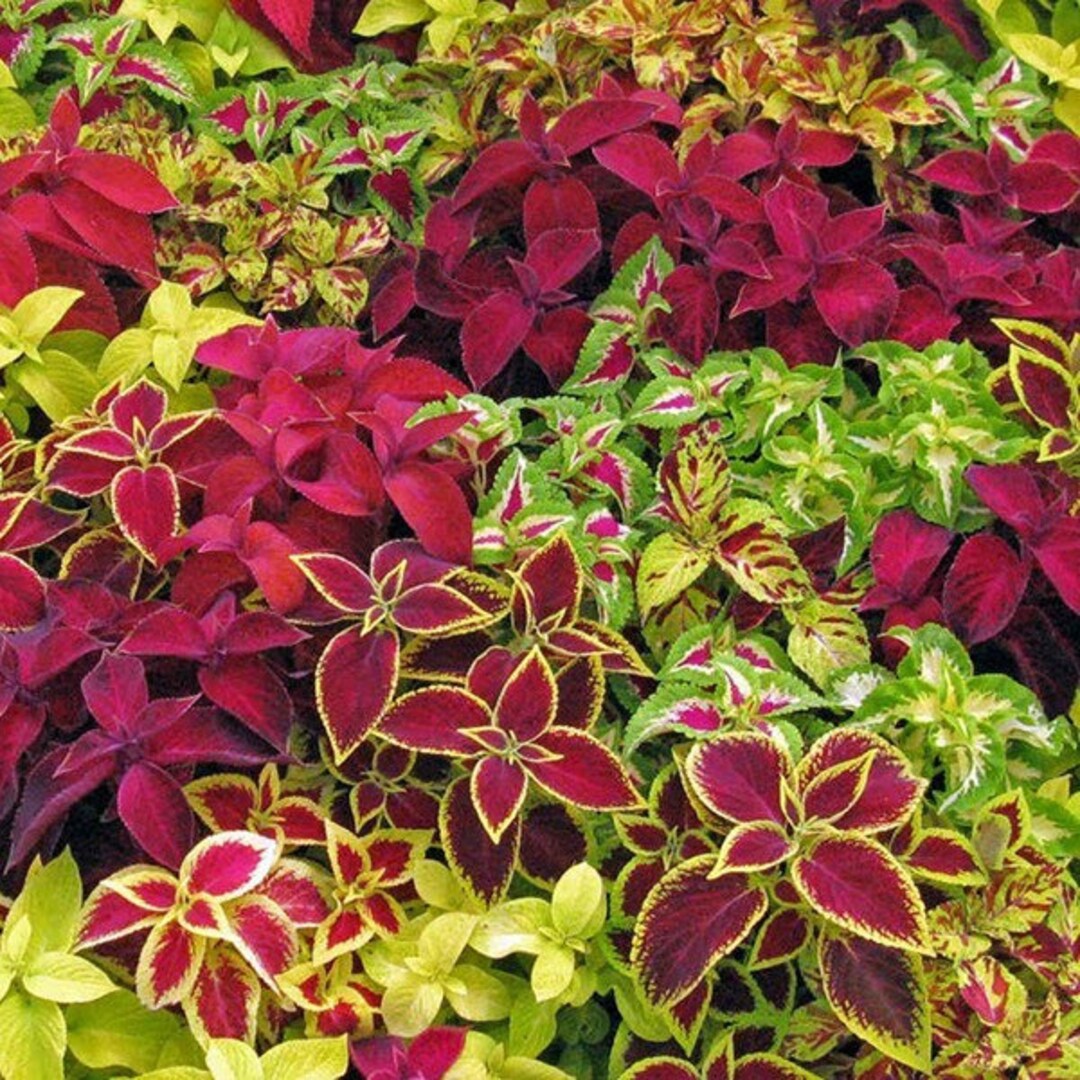 Semillas de Coleus Arcoíris: Ortiga Pintada Blumei, ideal para jardín ...