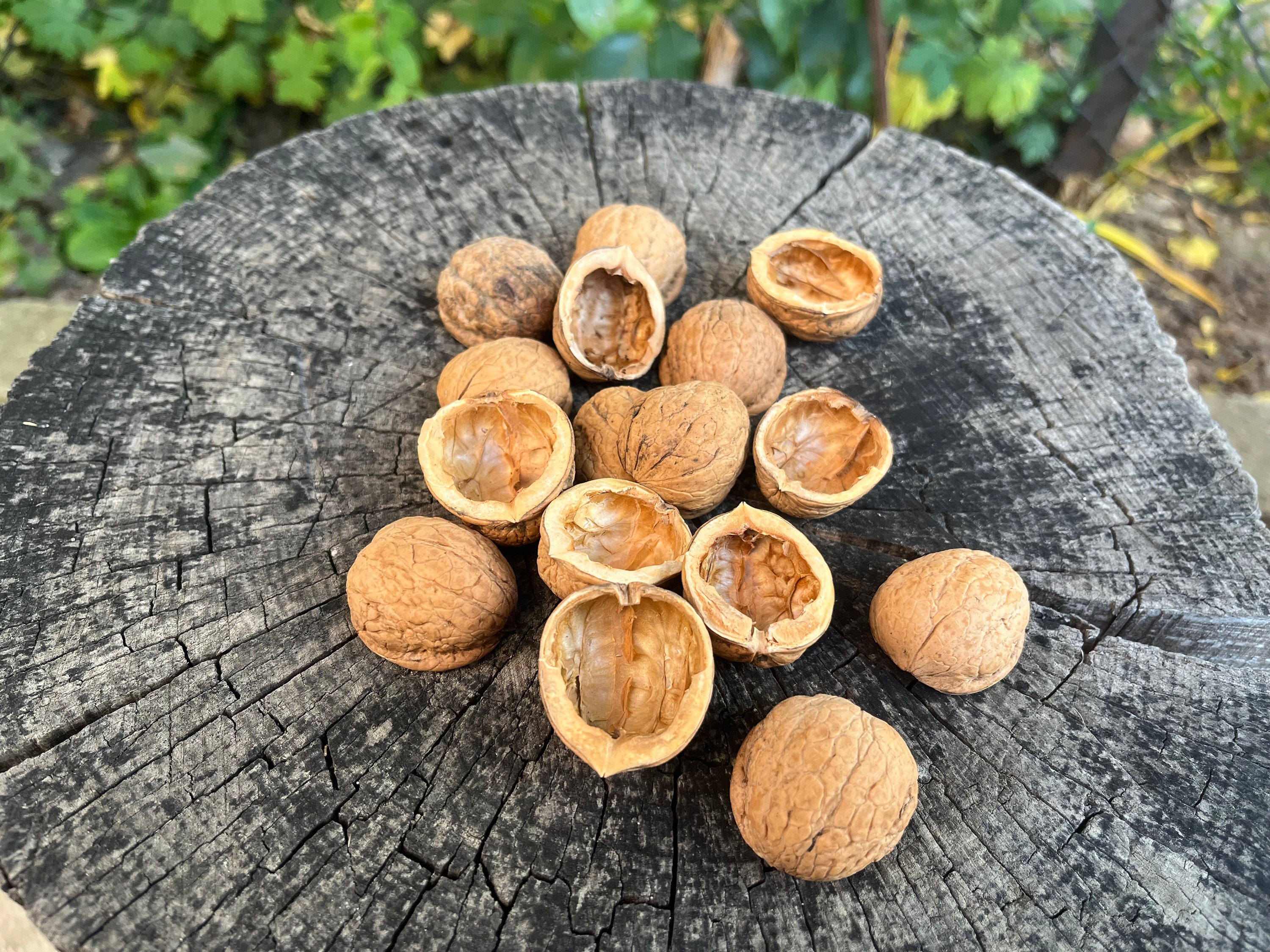Walnut Shell Halves, Walnut Halves Creativity, Natural Walnut, Crafts ...