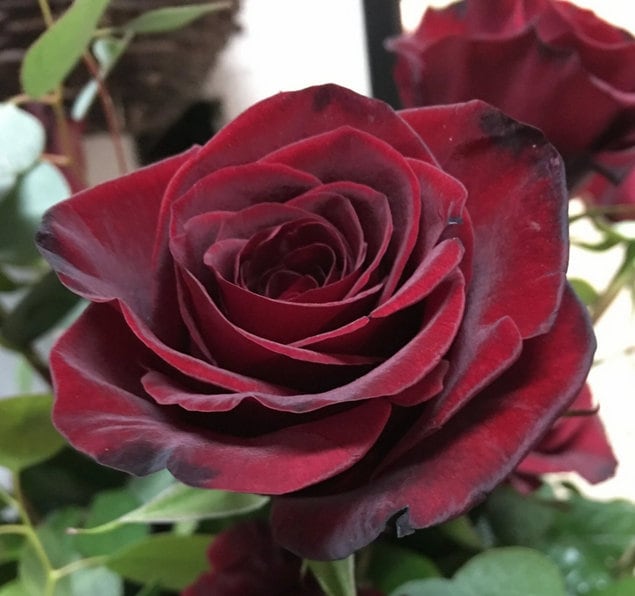 Black Magic Roses Centerpieces