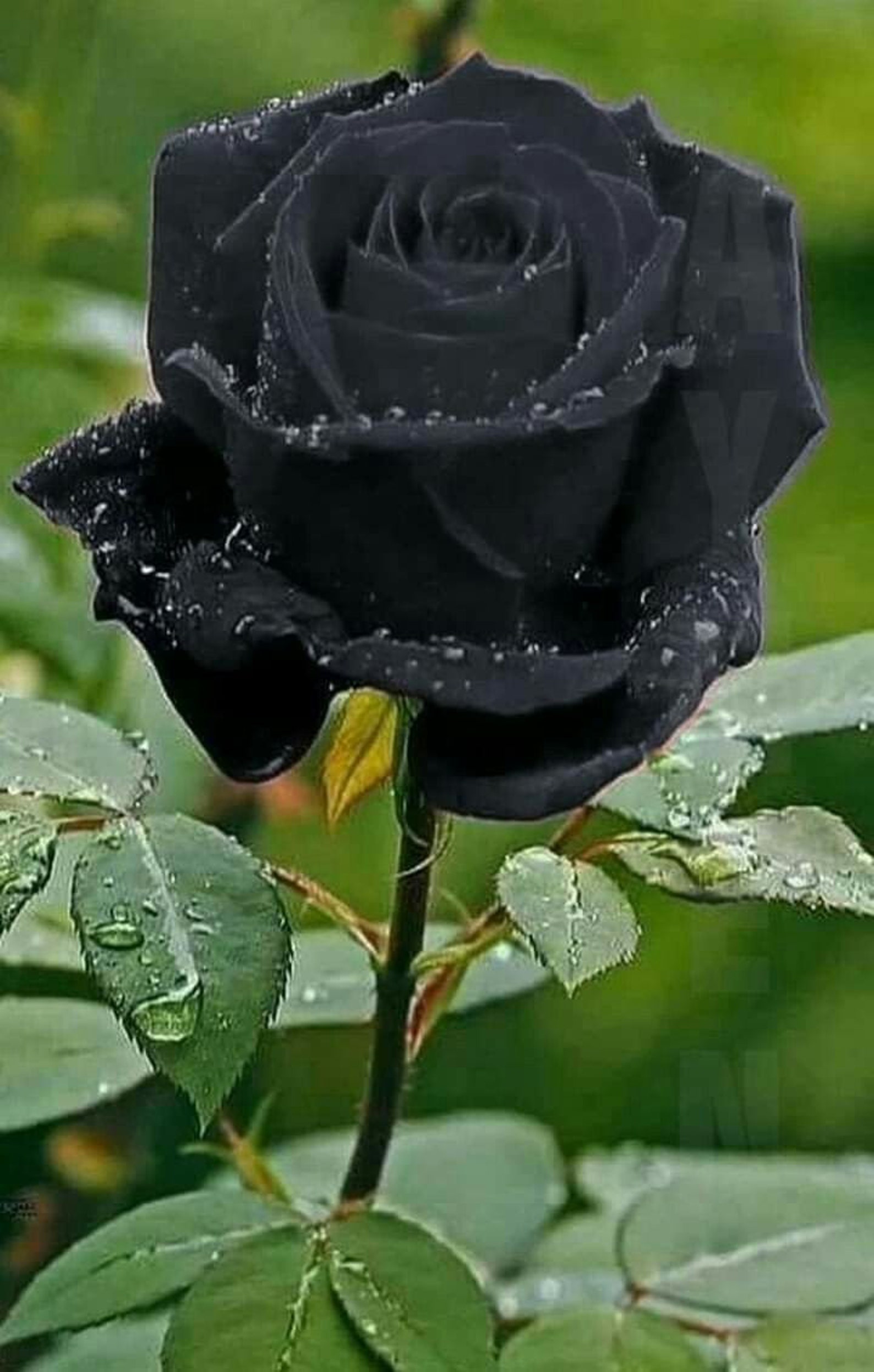Graines de rosier noir, Graines de rosier, Graines de fleurs, rosier à ...