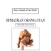 Sumatran Orangutan Papercraft, 3D Paper Model (PDF Template) - Etsy