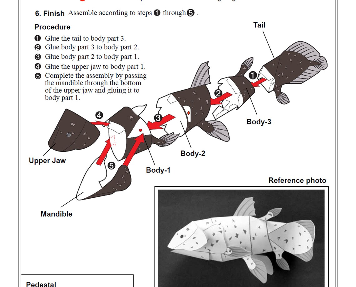 Coelacanth Papercraft 3D Paper Model Animal Zoo Paper - Etsy