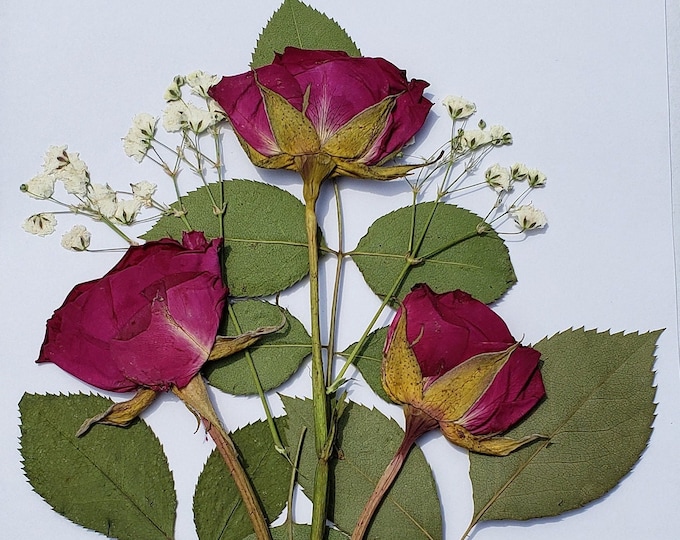 Dried Pressed Flowers, Real Miniature Pressed Roses, Red or Salmon ...