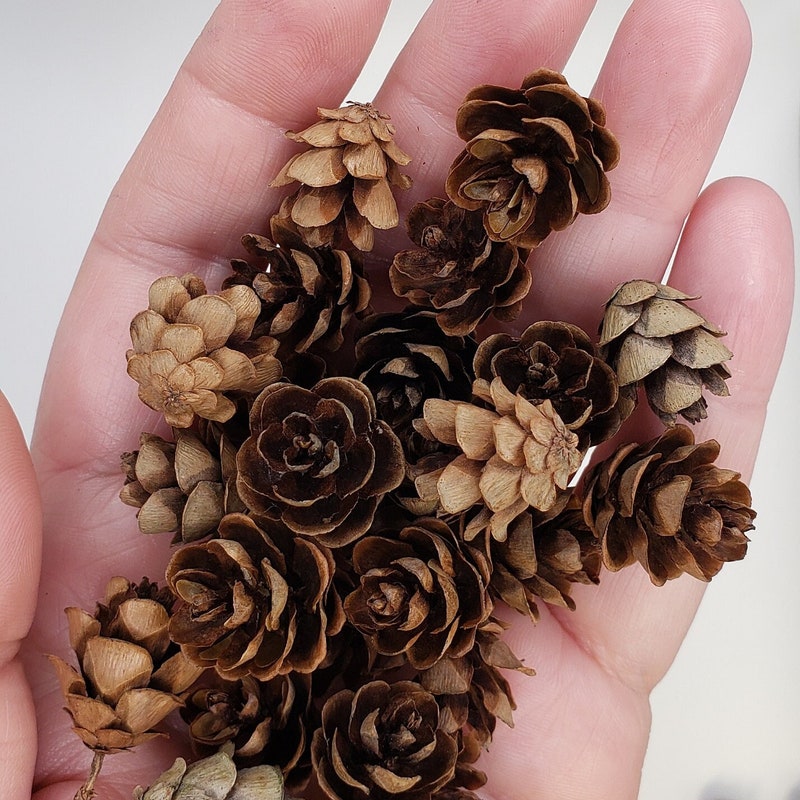 Hemlock Pine Cones - Etsy