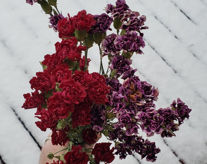 Air Dried Mini Carnation Bouquet, Dry Flower for Crafts or Home Decor ...