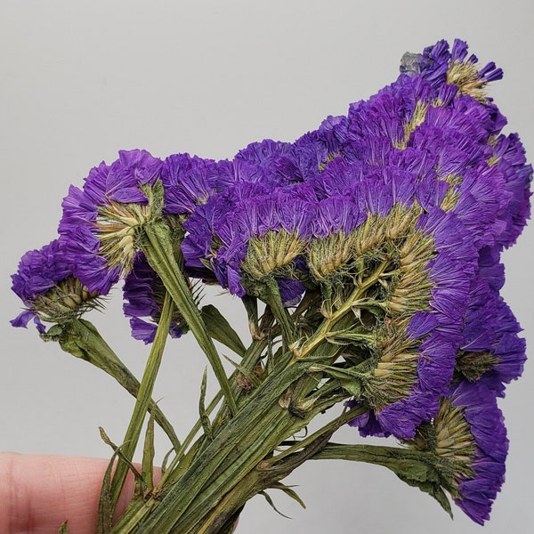 Statice Flowers - Etsy