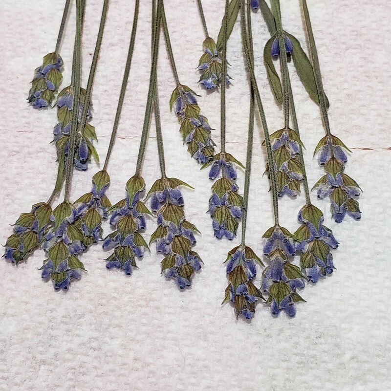 Lavender Flower Real - Etsy