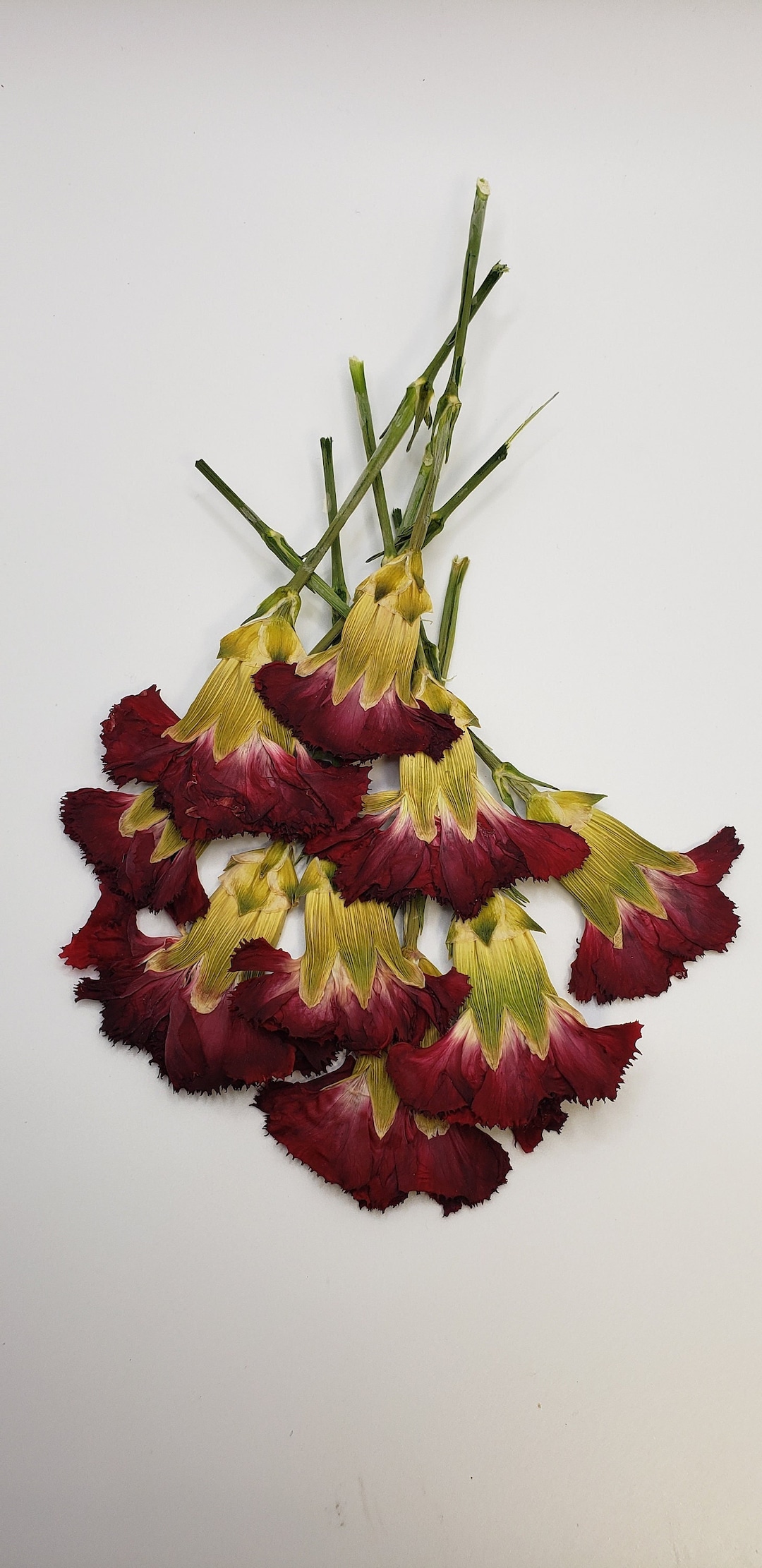 Pressed Carnations, Dry Red Carnations, Small Flower for Resin - Etsy