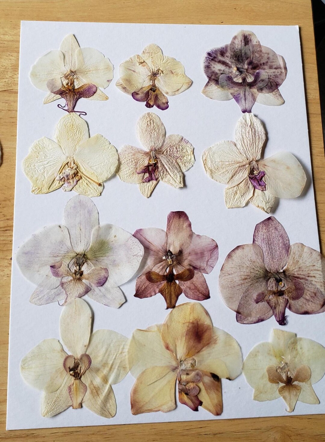 Pressed Orchids, 12 Pieces Second Grade Flowers - Etsy