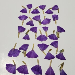 Pressed Mini Statice, Small Flower for Resin - Etsy