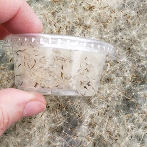 Dandelion Seeds - Etsy