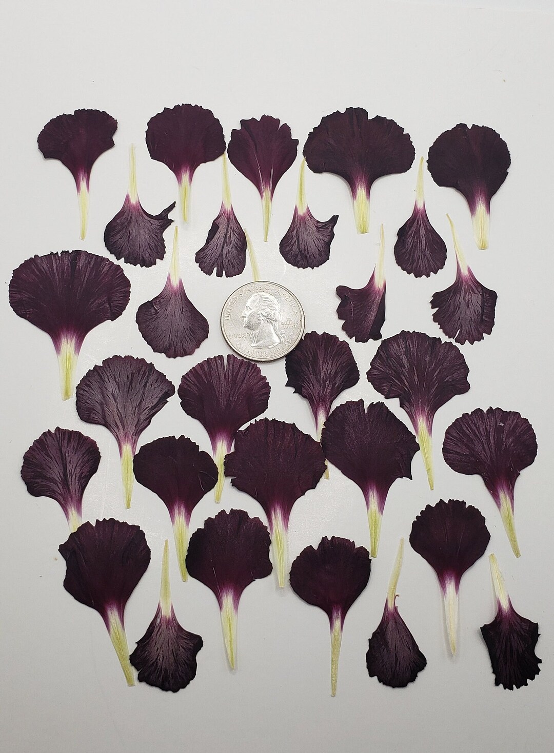 Pressed Carnation Petals for Crafts, for Resin, for Jewelry - Etsy