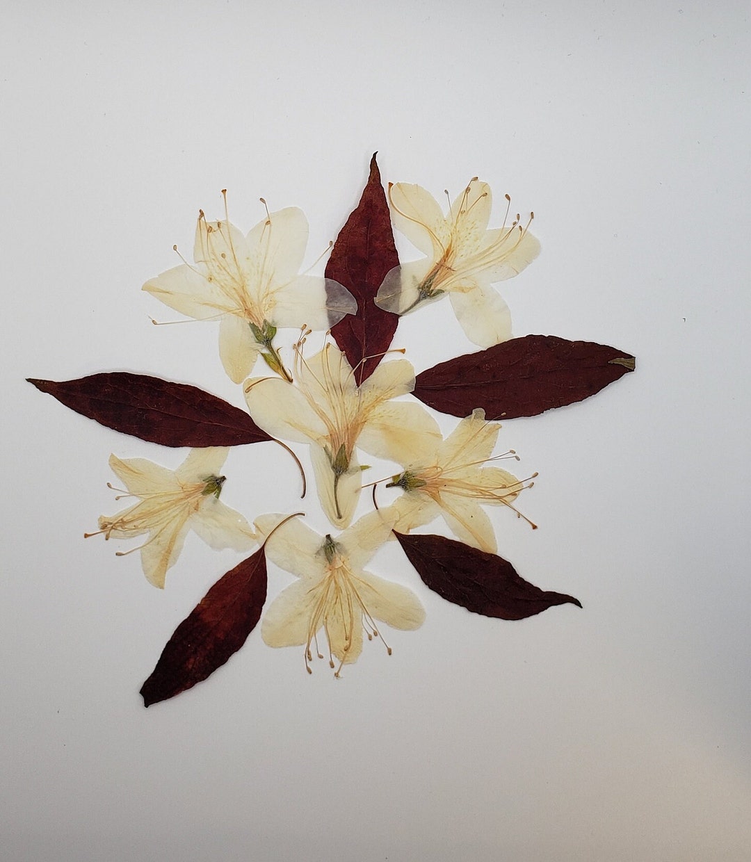 Pressed Azalea Set, White Flowers and Red Leaves - Etsy