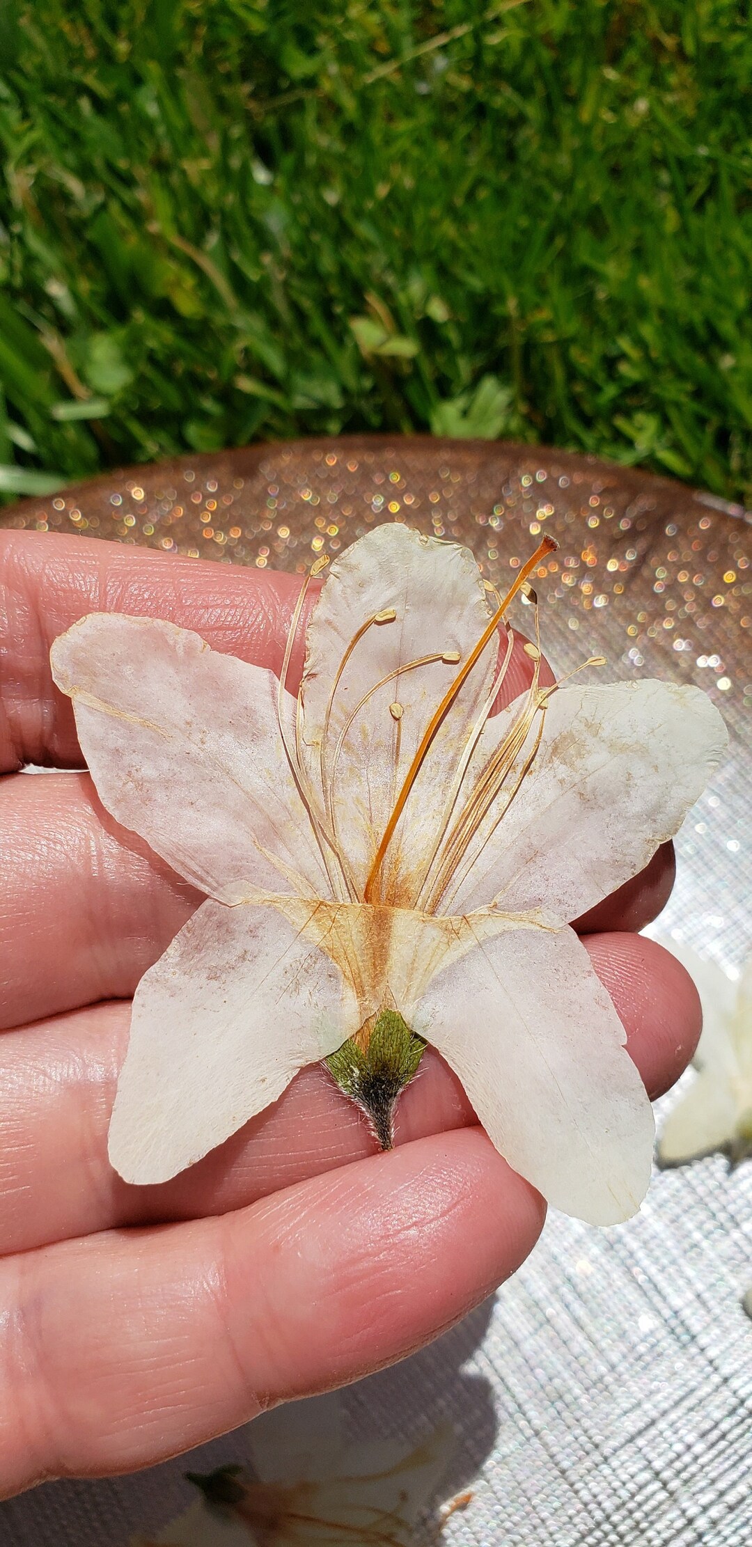 20 Pressed Purple and White Azalea Flowers for Crafts Card - Etsy