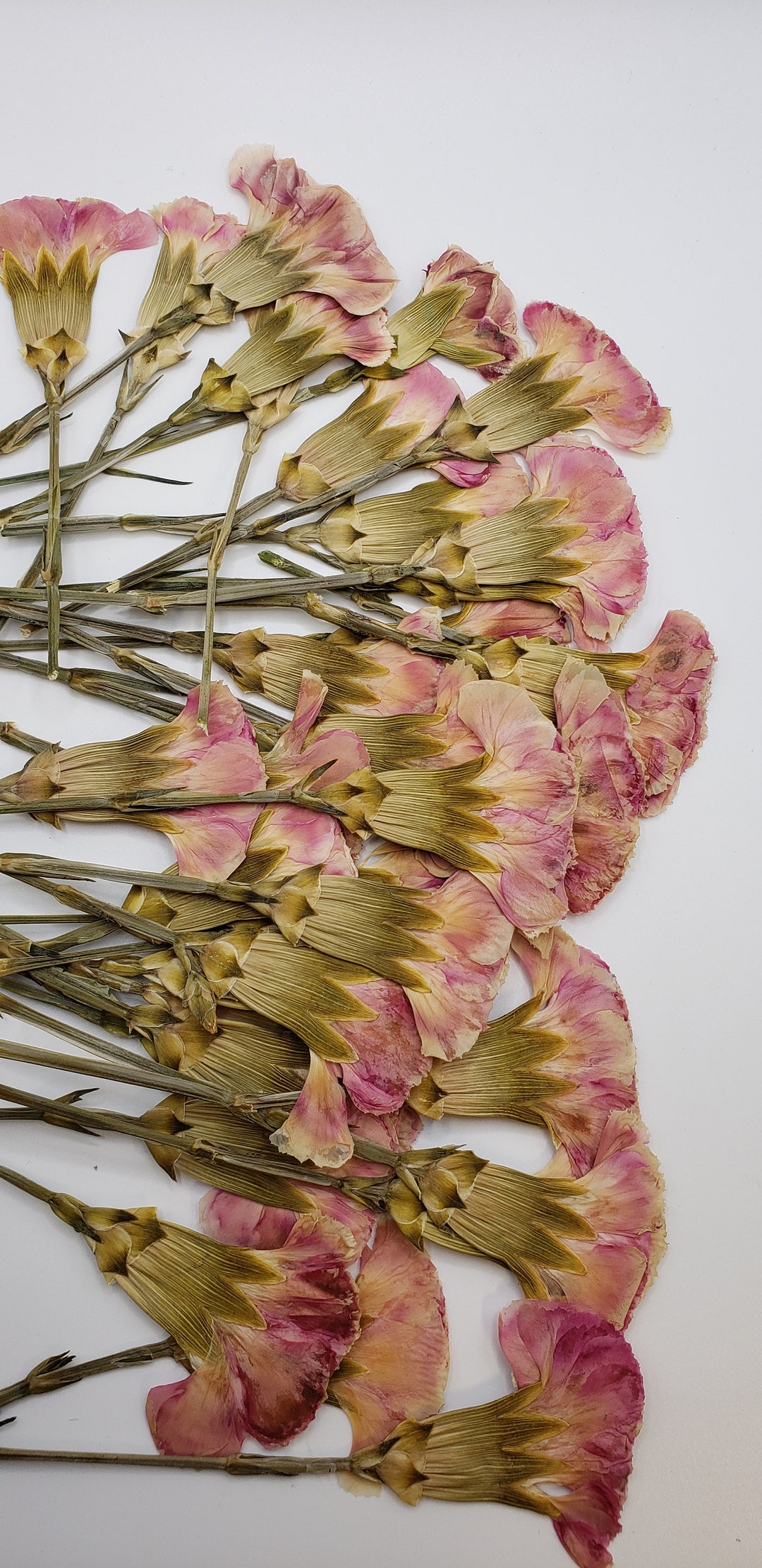 Pressed Mini Carnation for Crafts, Pink-beige Carnations - Etsy