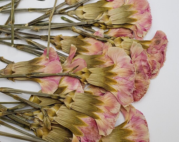 Pressed Mini Carnation for Crafts, Pink-beige Carnations - Etsy