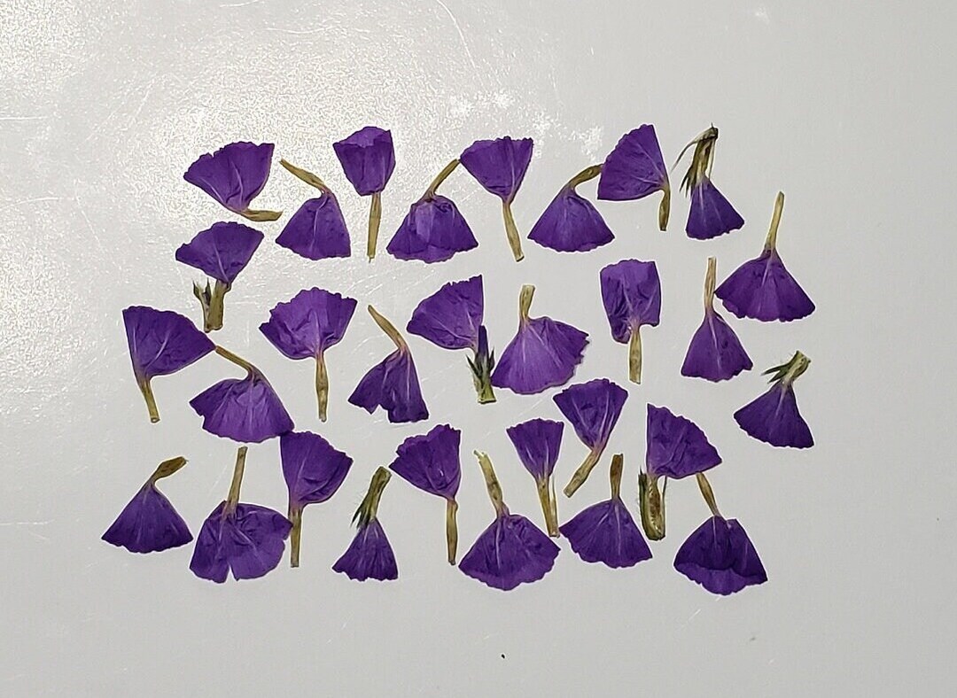 Pressed Mini Statice, Small Flower for Resin - Etsy