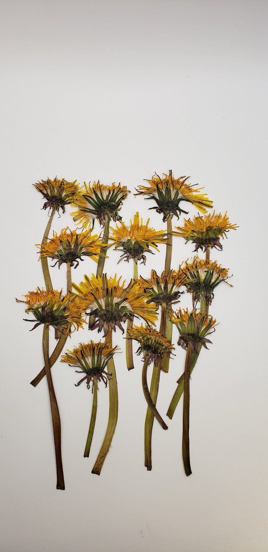 Pressed Dandelion Flowers, Dry Wild Flower for Resin - Etsy